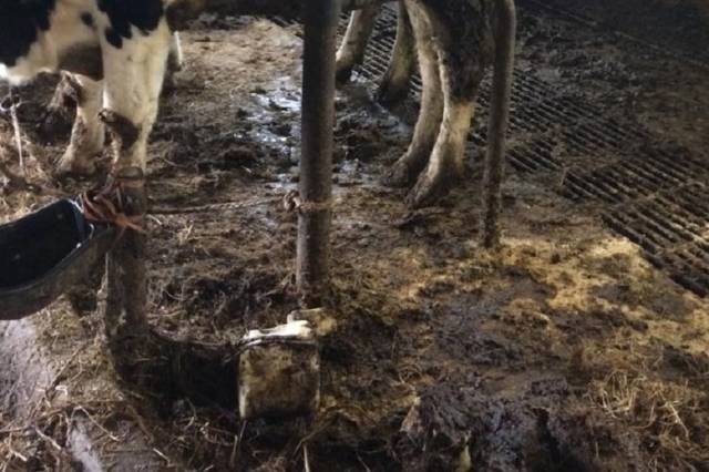 Officials rescue 59 neglected cows as farmer ignores clean-up call ...
