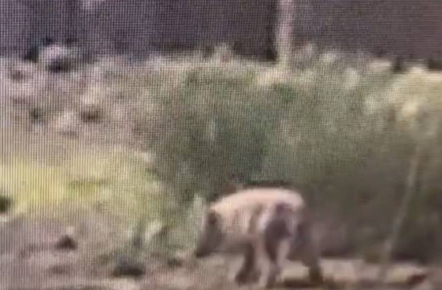 Veluwe wolf cubs caught on film, first Dutch wolves in 200 years ...