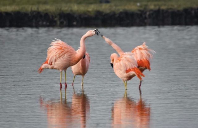 Flamingos put in rare appearance in the Netherlands - DutchNews.nl
