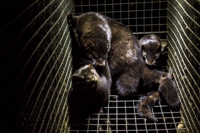 Coronavirus identified on two mink farms in the Netherlands - DutchNews.nl