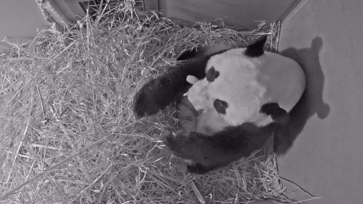 After four months of waiting, a baby panda is born at Dutch zoo ...