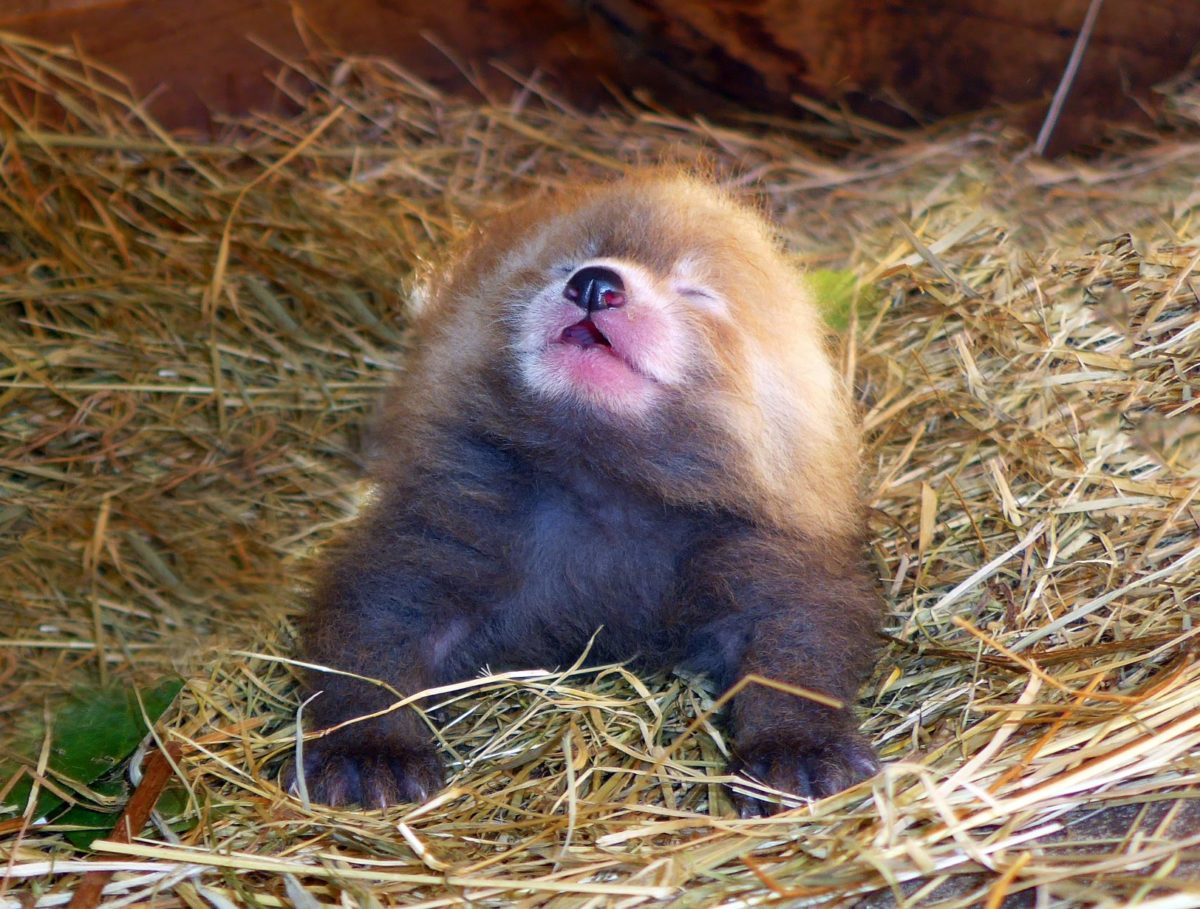 Rare red panda born in Dutch safari park - DutchNews.nl