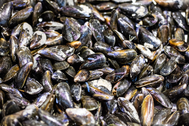Dutch mussel production hits lowest level in 30 years - DutchNews.nl