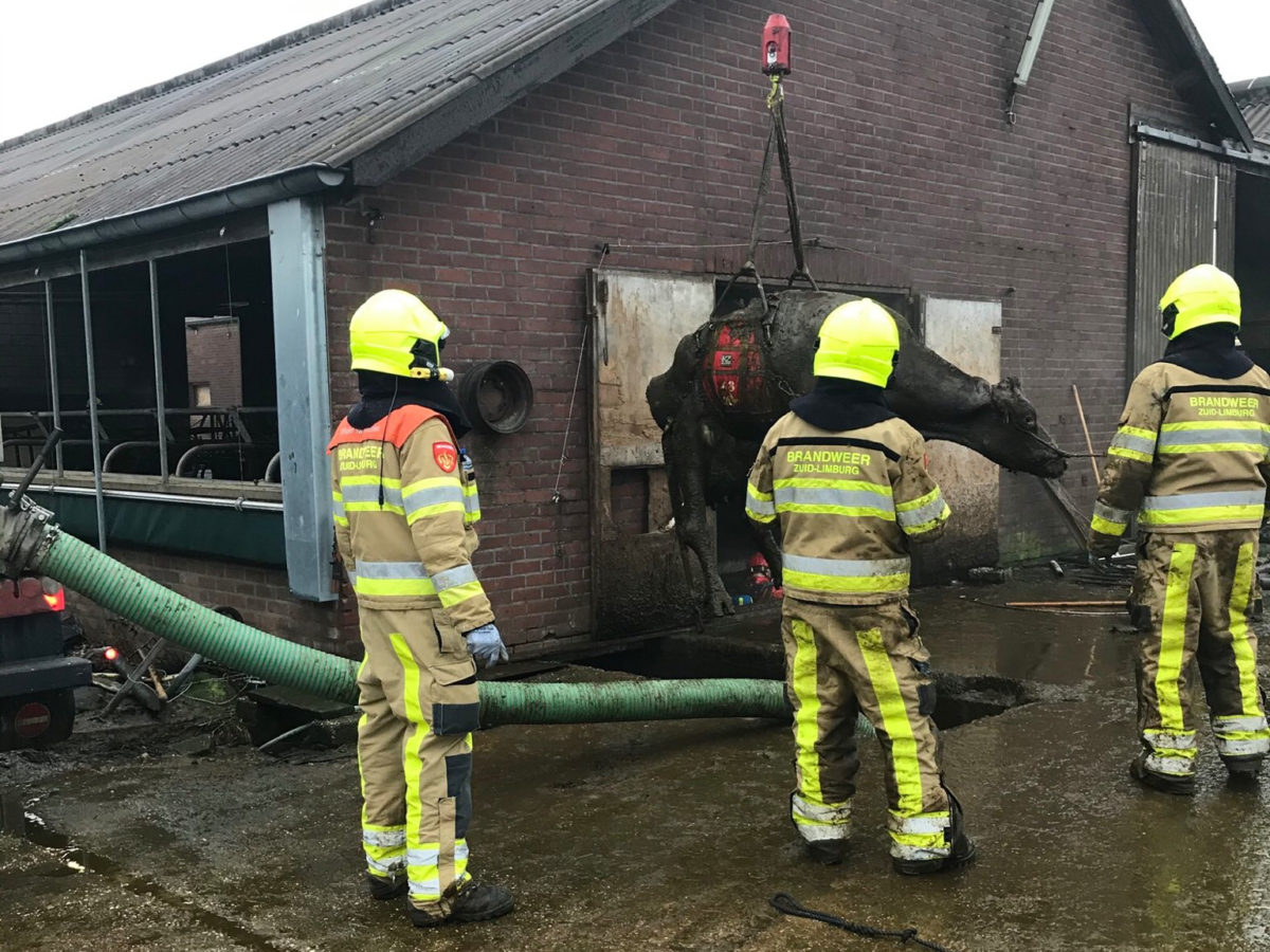 Firefighters save 12 cows from manure pit after shed floor collapses ...