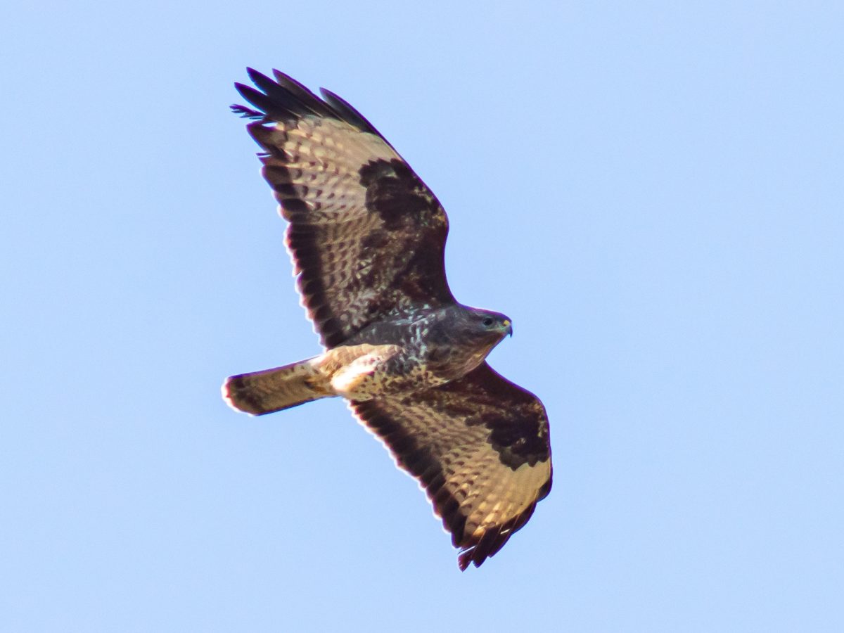Nesting buzzard attacks runners and walkers in Drenthe - DutchNews.nl