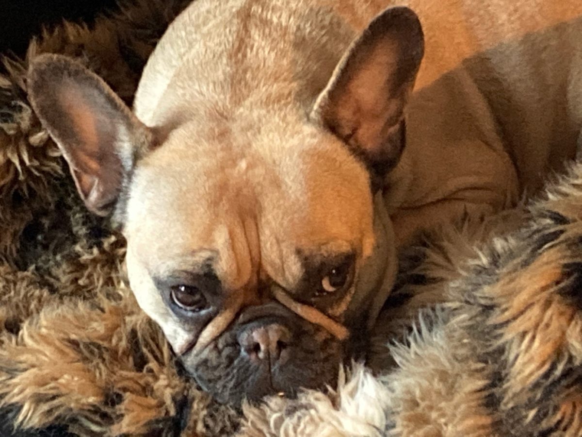 Flat-nosed dogs and folded-ear cats to be phased out in NL - DutchNews.nl