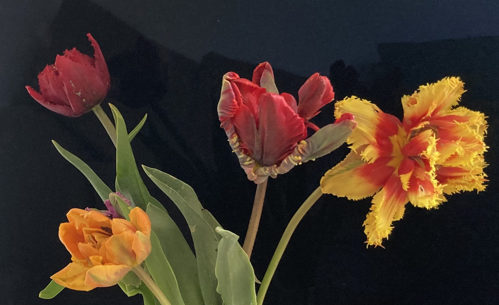 Tulips will shoot up in price as rain causes lack of bulbs - DutchNews.nl