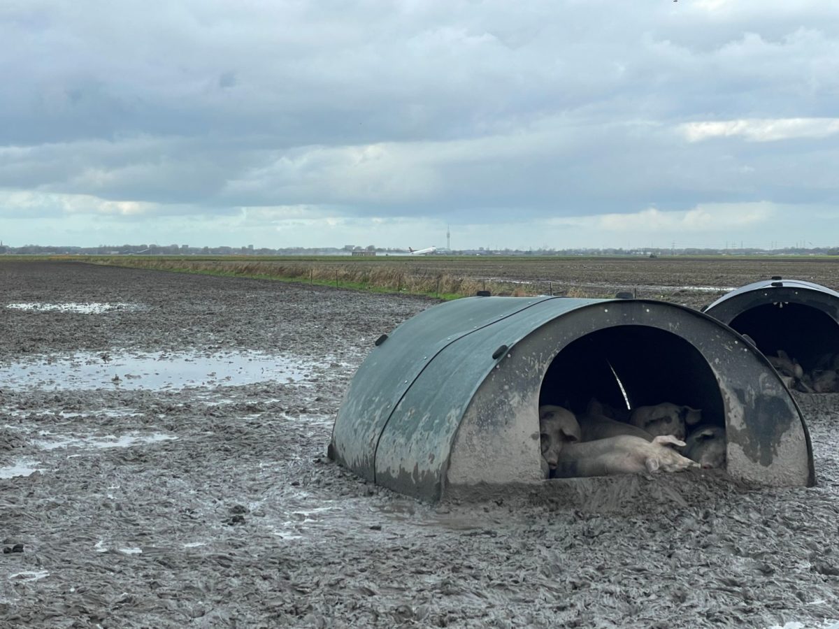 Schiphol considers using pigs against bird strike hazard - DutchNews.nl