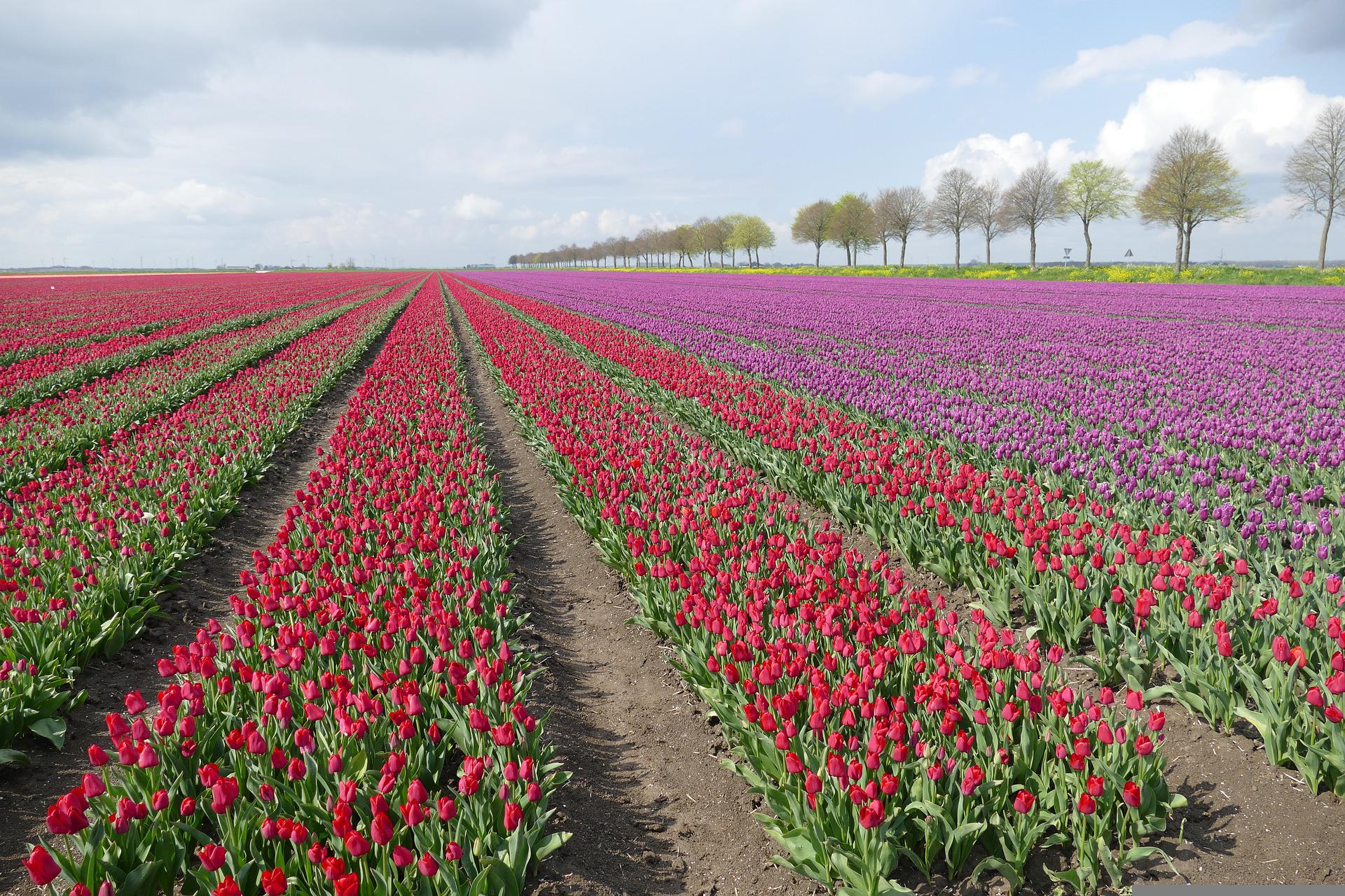 Dutch destinations: get the flavour of Flevoland - DutchNews.nl