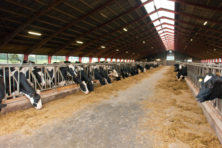 Ministers have two months to develop a new nitrogen plan - DutchNews.nl