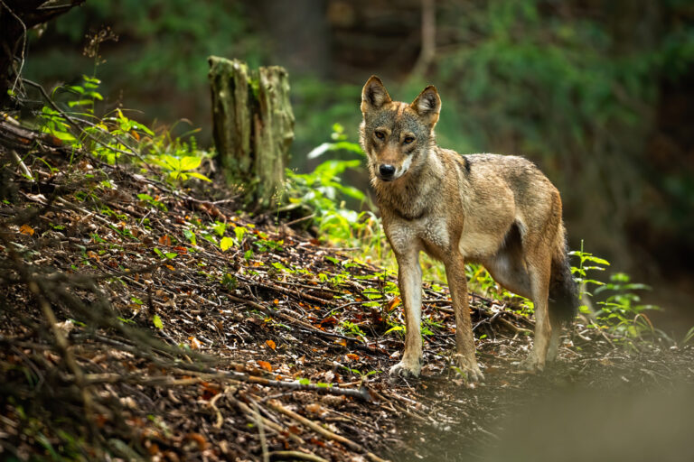 Wolf is shot dead in Utrecht but is it the "right" one? - DutchNews.nl