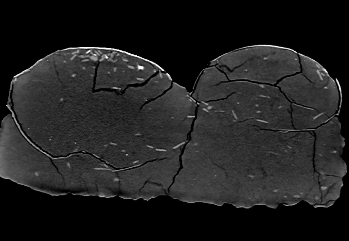 Dutch museum may have discovered rare dinosaur embryo - DutchNews.nl