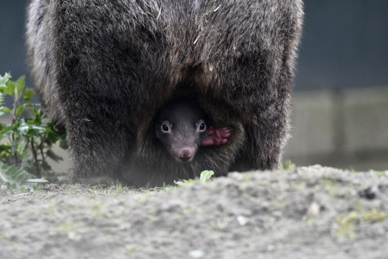 Baby wombat born in Brabant zoo, first spotted by visitor - DutchNews.nl