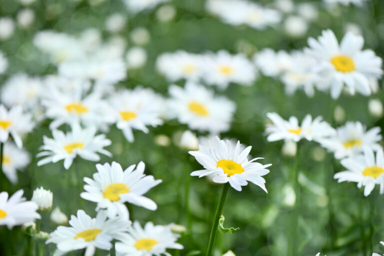 The daisy, not the tulip, is elected Dutch national flower - DutchNews.nl