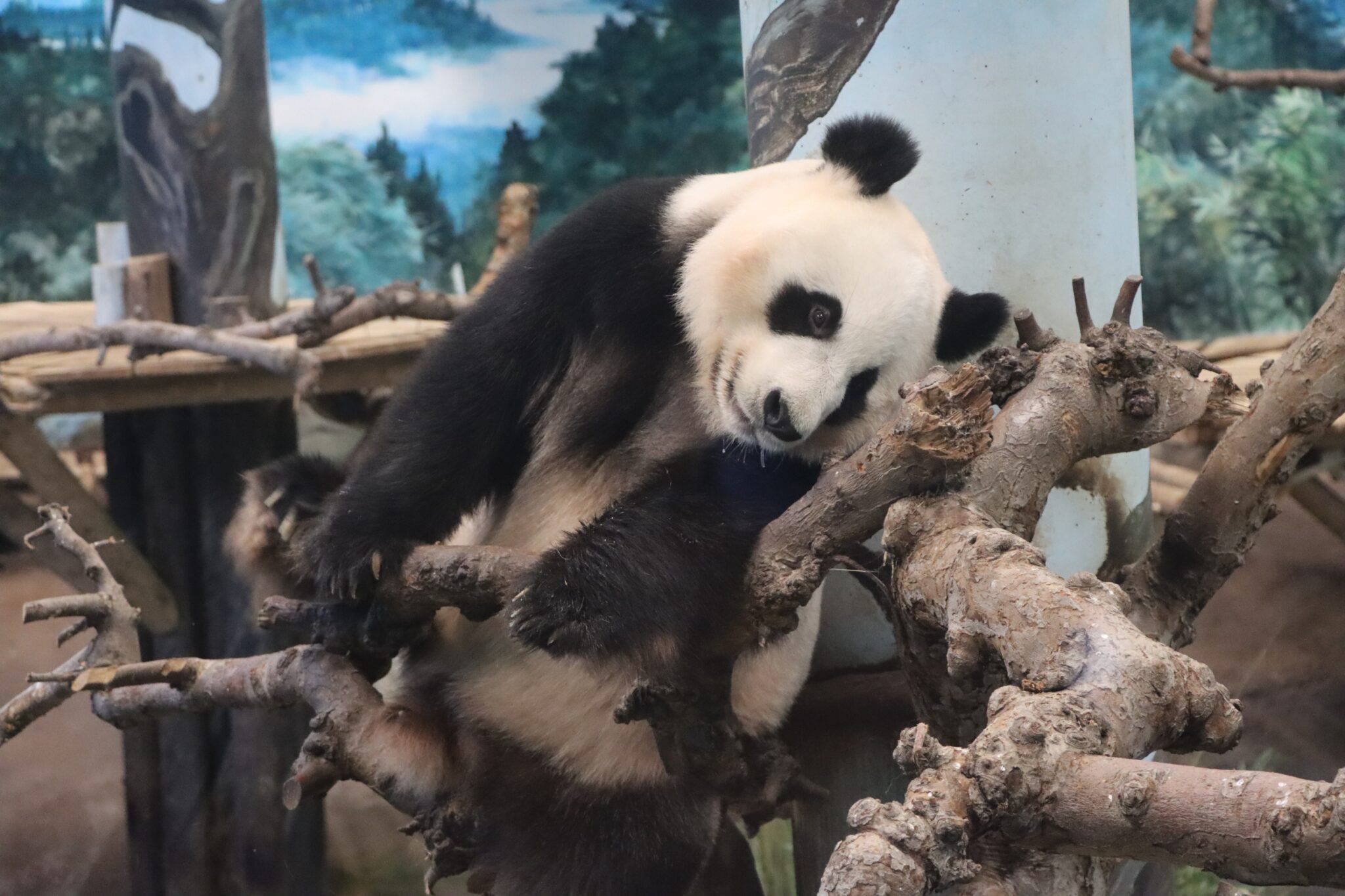 The Netherlands' first baby panda Fan Xing is moving to China ...