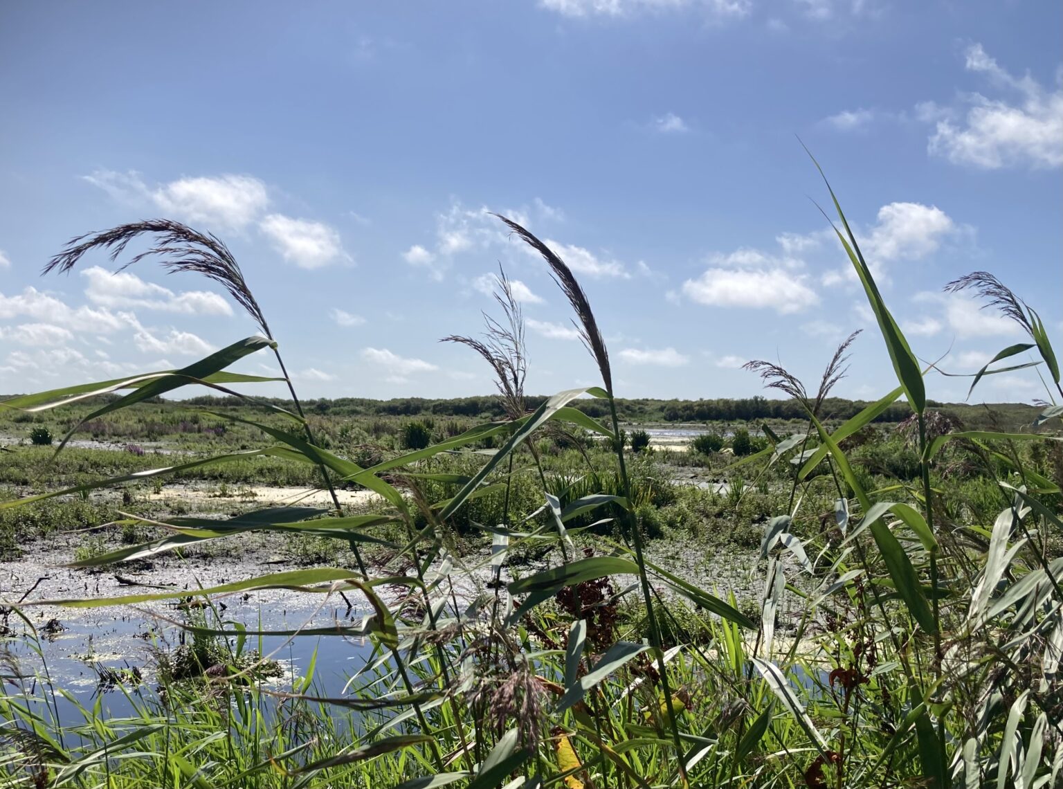 Pollution, climate change are hitting Dutch fresh water nature ...
