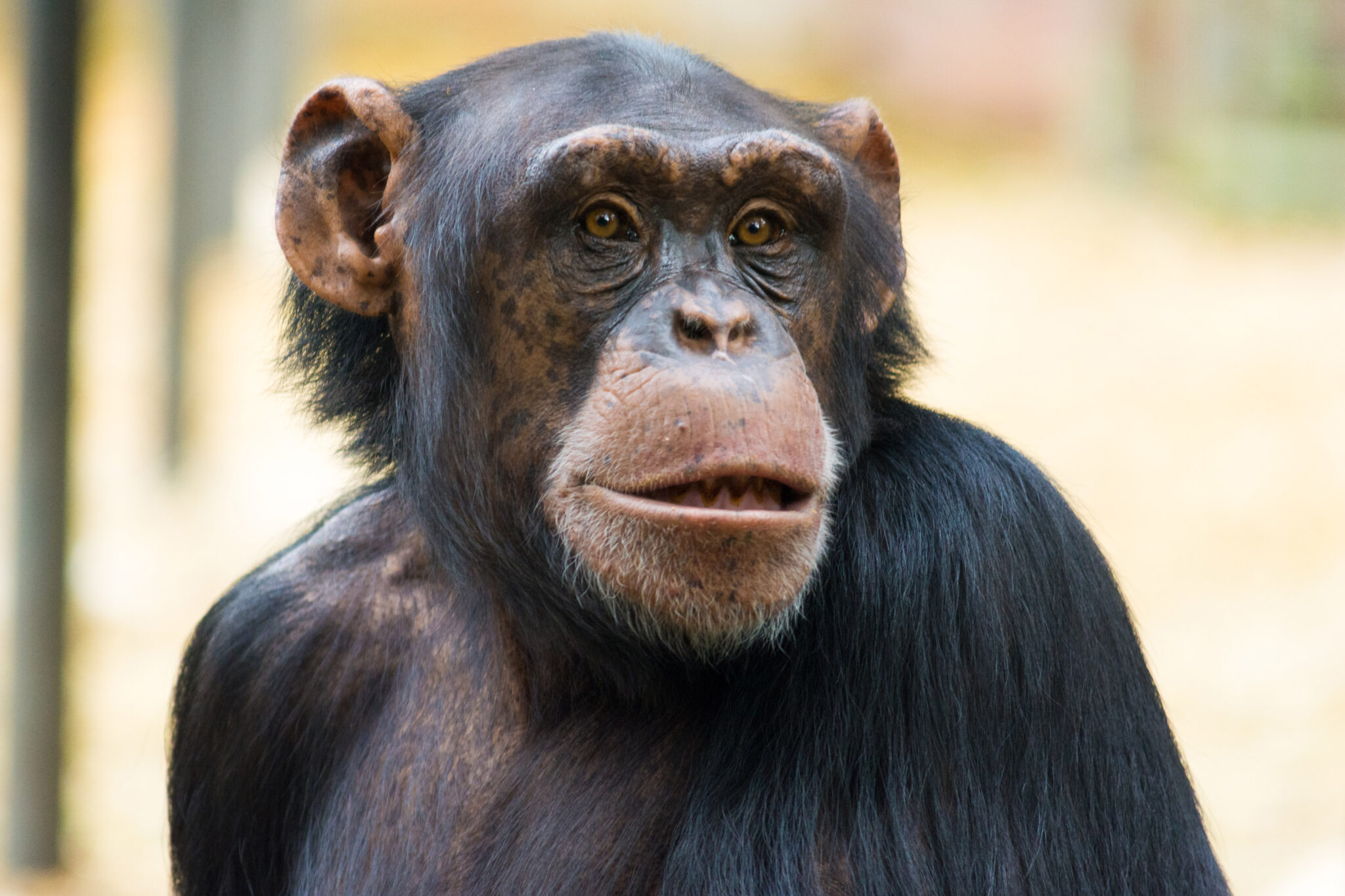 Researchers put chimps on the couch to gauge their emotions - DutchNews.nl