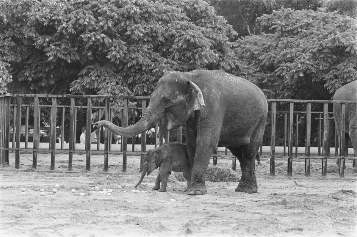 Netherlands' oldest elephant, Irma, dies in Blijdorp aged 53 - DutchNews.nl