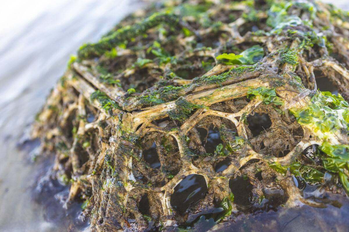 Young mussels like Wadden Sea artificial "lampshade" reefs - DutchNews.nl