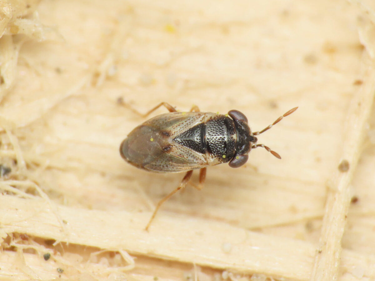 Fleeting glimpse: rare bug spotted for first time in 122 years ...