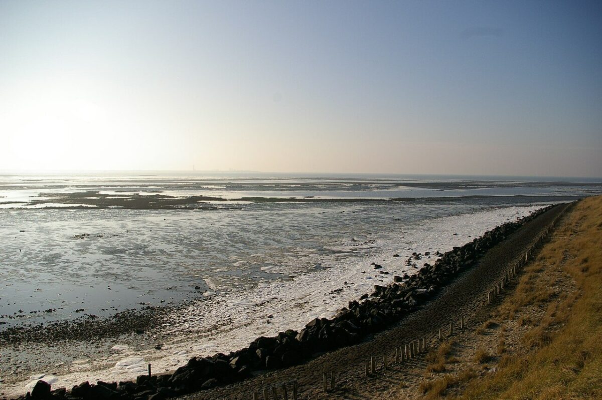 New investigation into mass Dutch lobster deaths - DutchNews.nl
