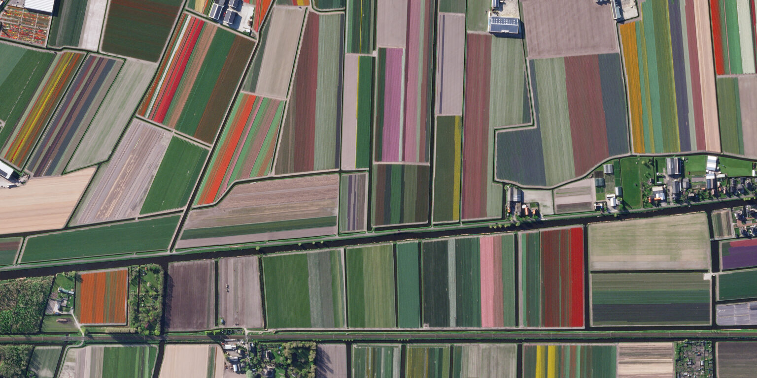 Bulb industry continues to expand, tulips dominate production ...