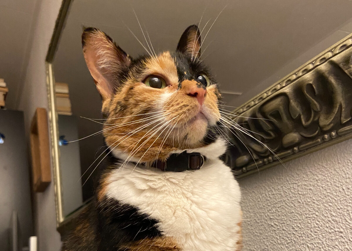 What to expect from an expat cat? How to handle homesick felines ...