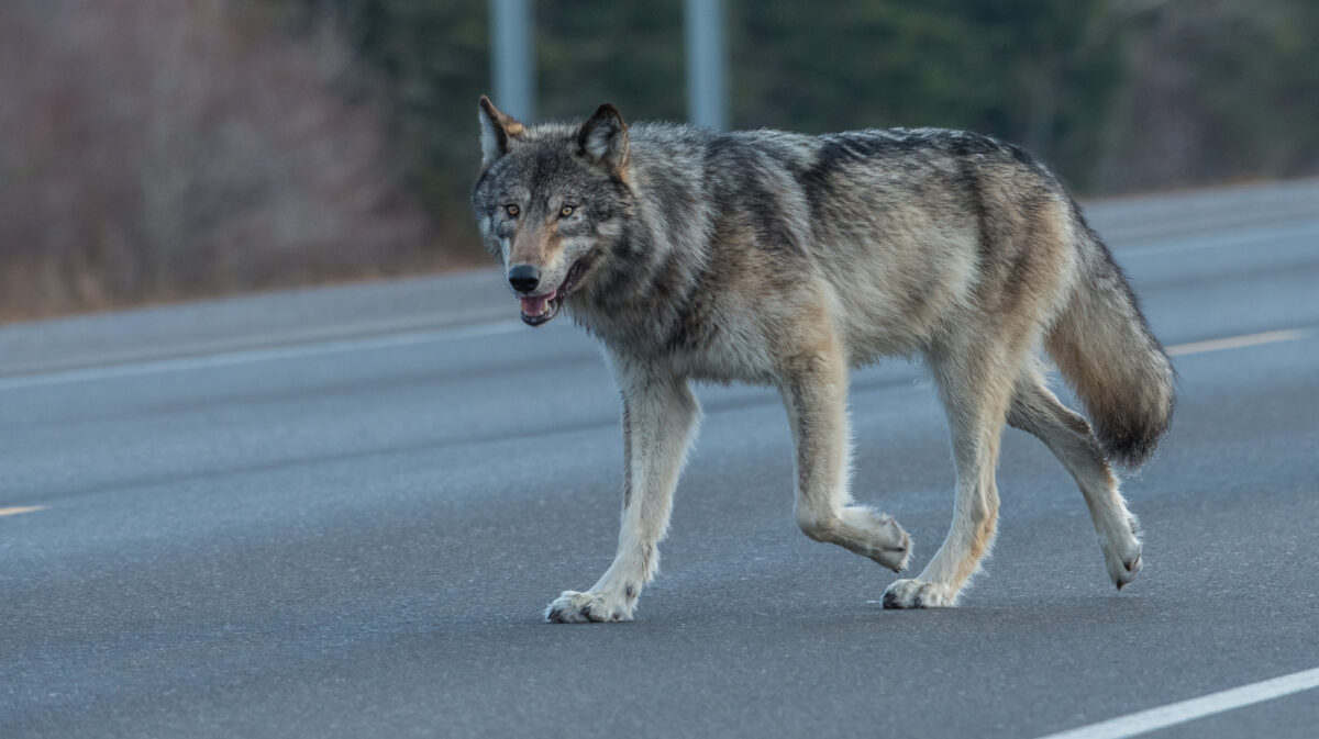 Dutch News podcast: The Lock Up The Wolves Edition - DutchNews.nl