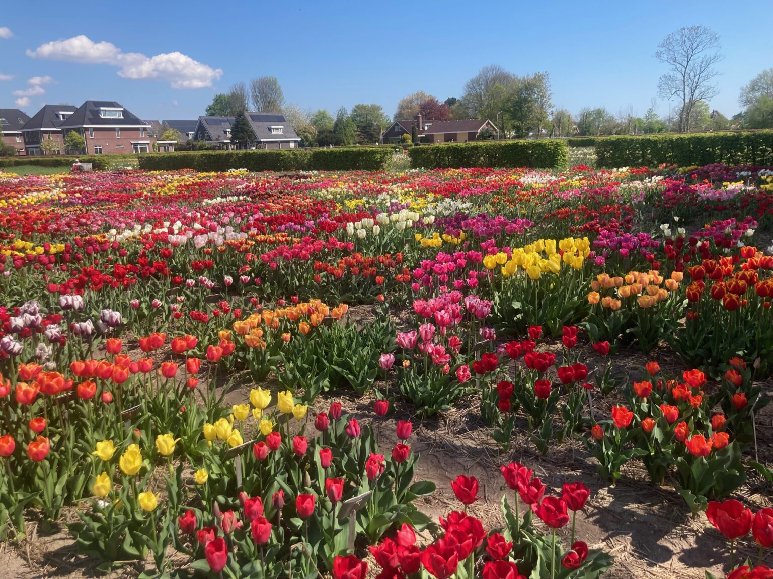 Spring 2025 among sunniest, warmest and driest on record - DutchNews.nl