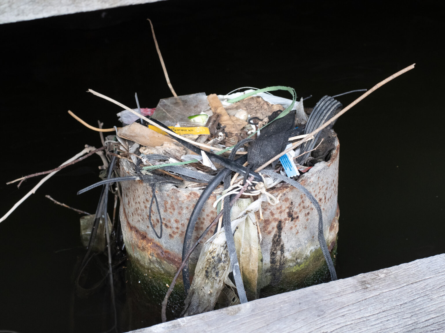 Natural history: Amsterdam's 30-year-old coot's nest goes global ...