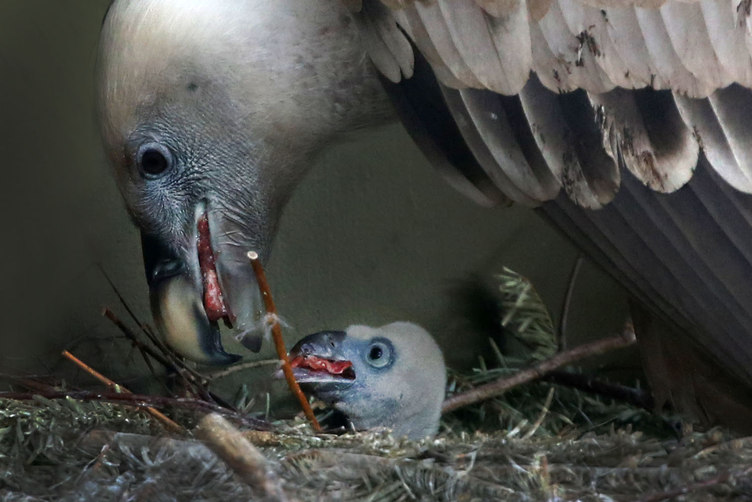In the pink: birds of a feather vultures hatch neglected egg - DutchNews.nl