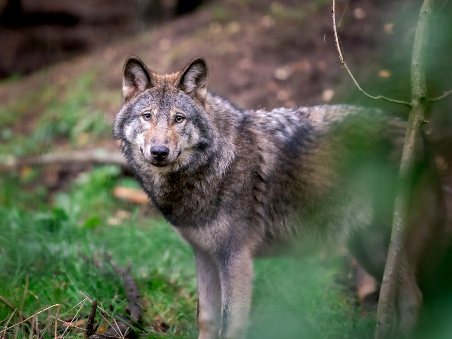 Wolf attacks on cattle increase, most are left unprotected: ANP ...