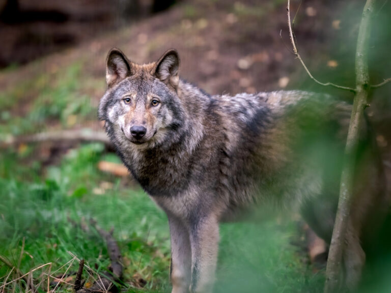 More wolves spotted in Netherlands but pack numbers are stable ...