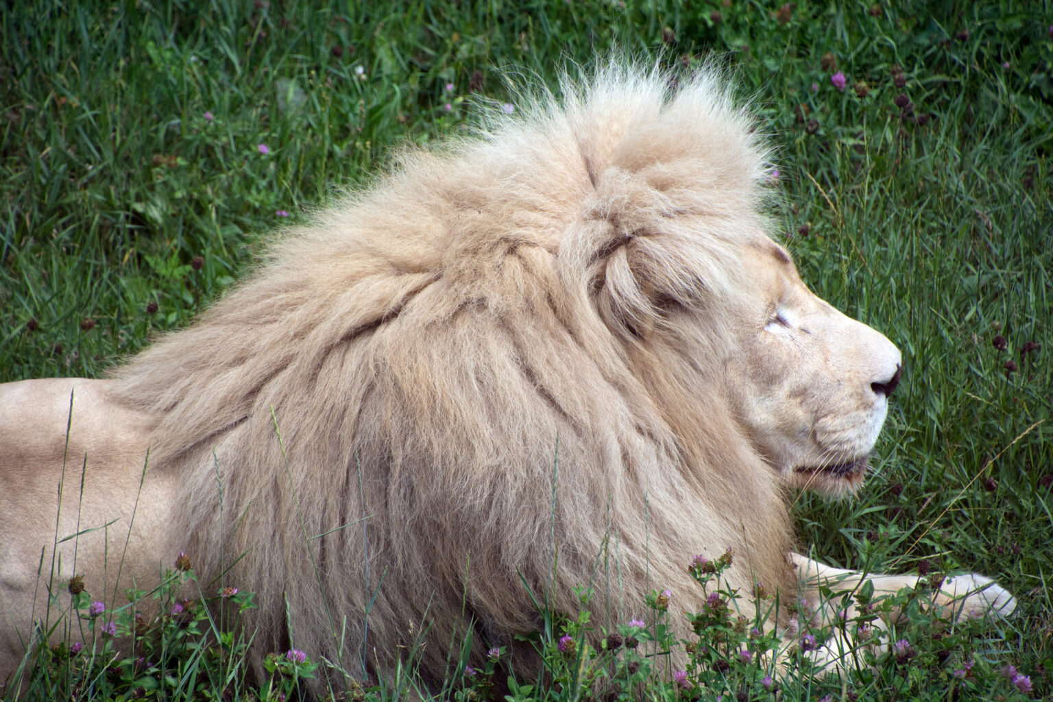 Election watch: how the Dutch political system works - DutchNews.nl