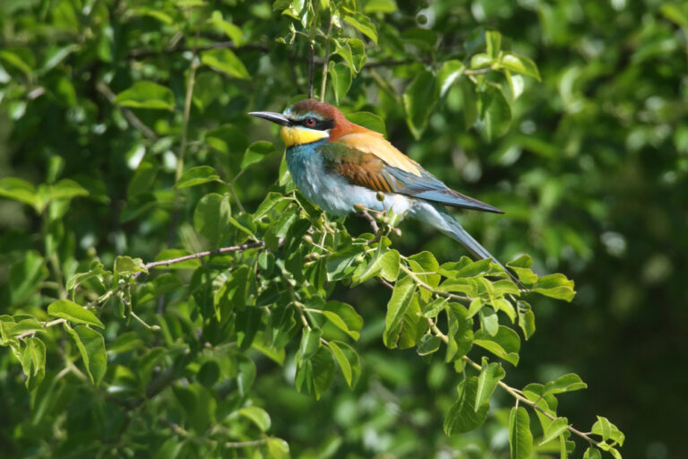 Bee eater in NL is climate change canary in the polder - DutchNews.nl