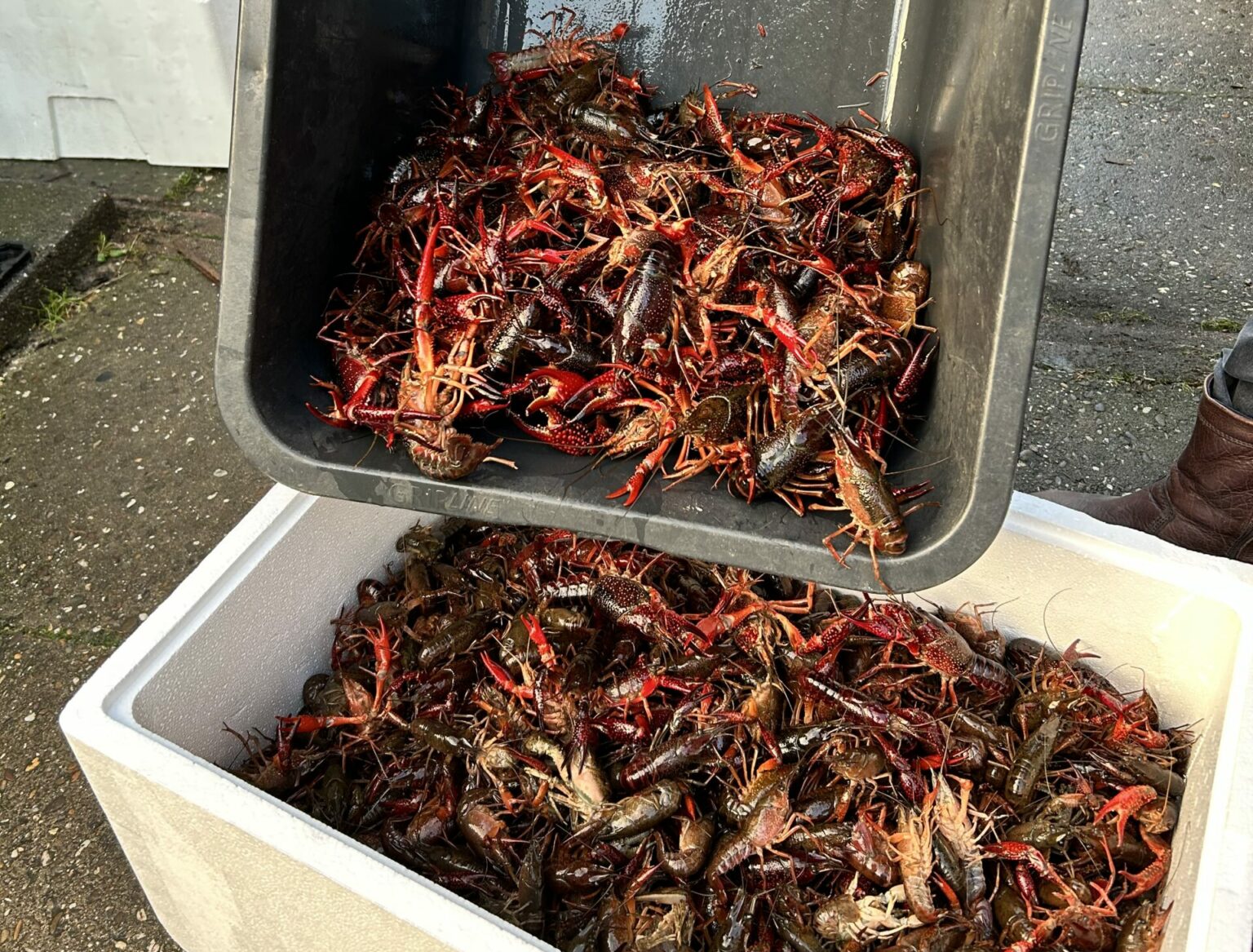 Crayfish crackdown: American invader on the Dutch menu - DutchNews.nl
