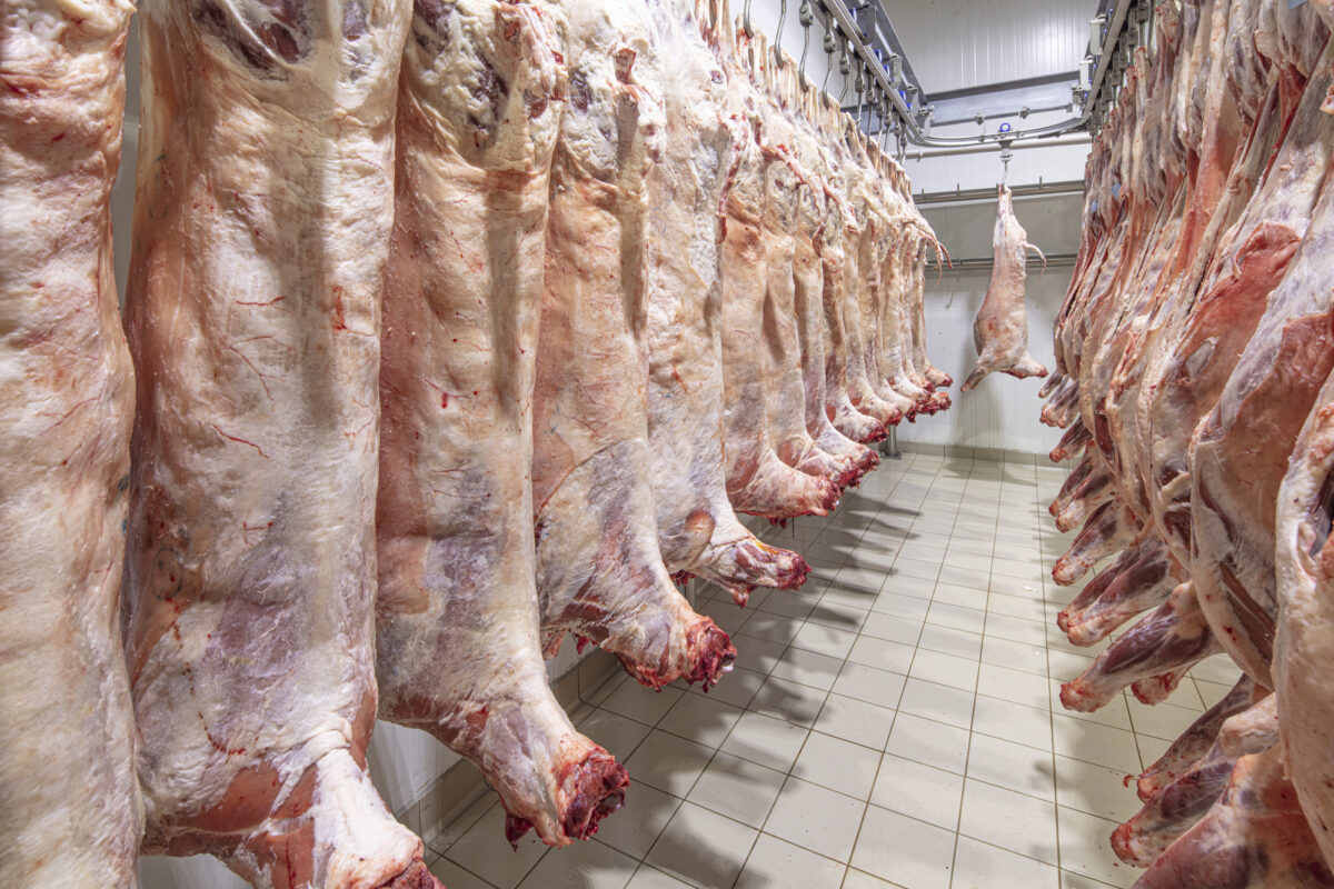 PvdD ban on slaughtering animals without stunning backed by RvS ...