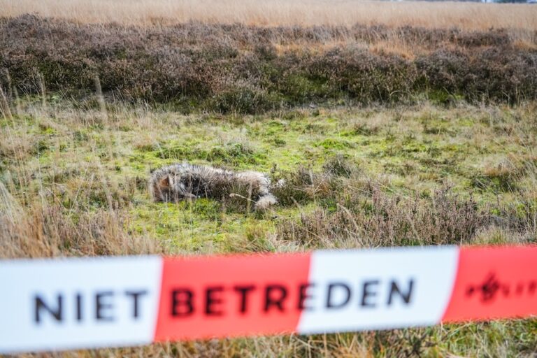 DNA confirms wolf shot dead by hunters was "problem wolf" Bram ...