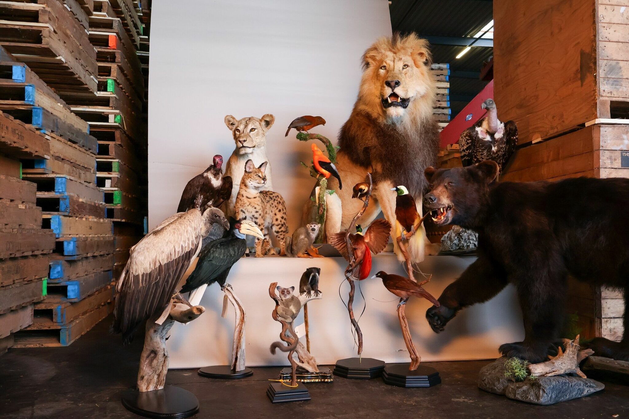 Raid turns up dozens of stuffed protected animals in Brabant - DutchNews.nl